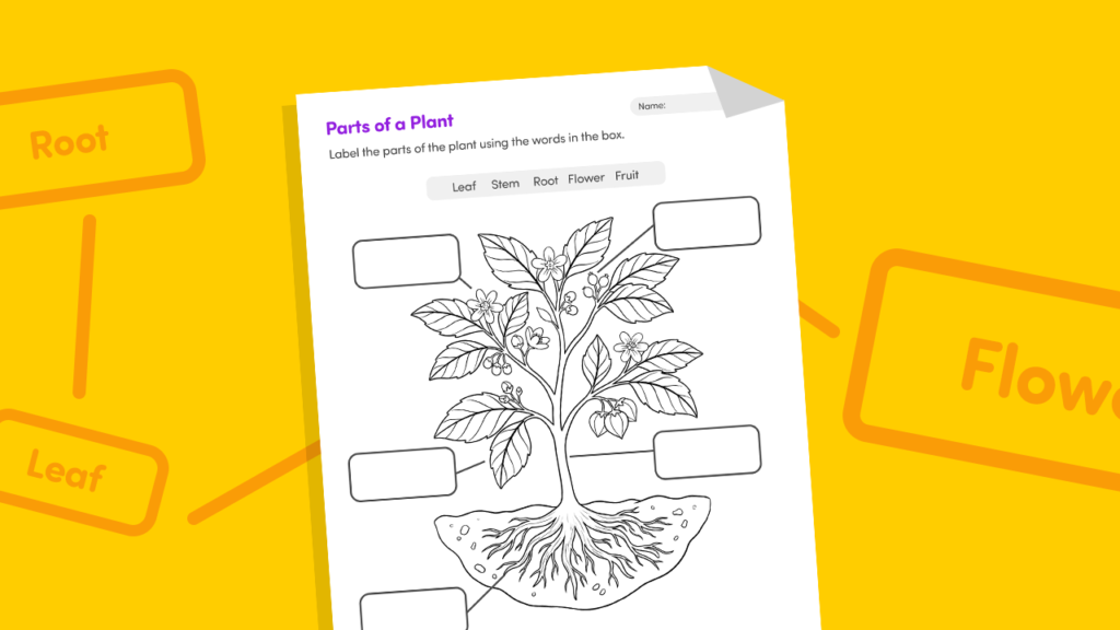 Parts of a Plant Worksheet for Kids
