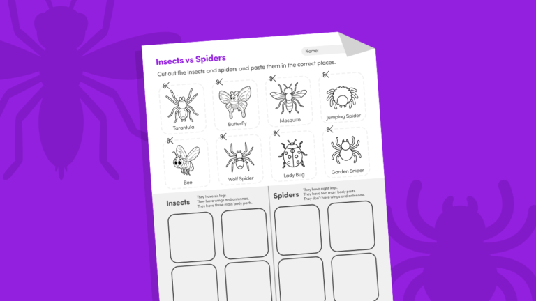Insects vs Spiders | Count Legs and Sort | Science Activity for Kids